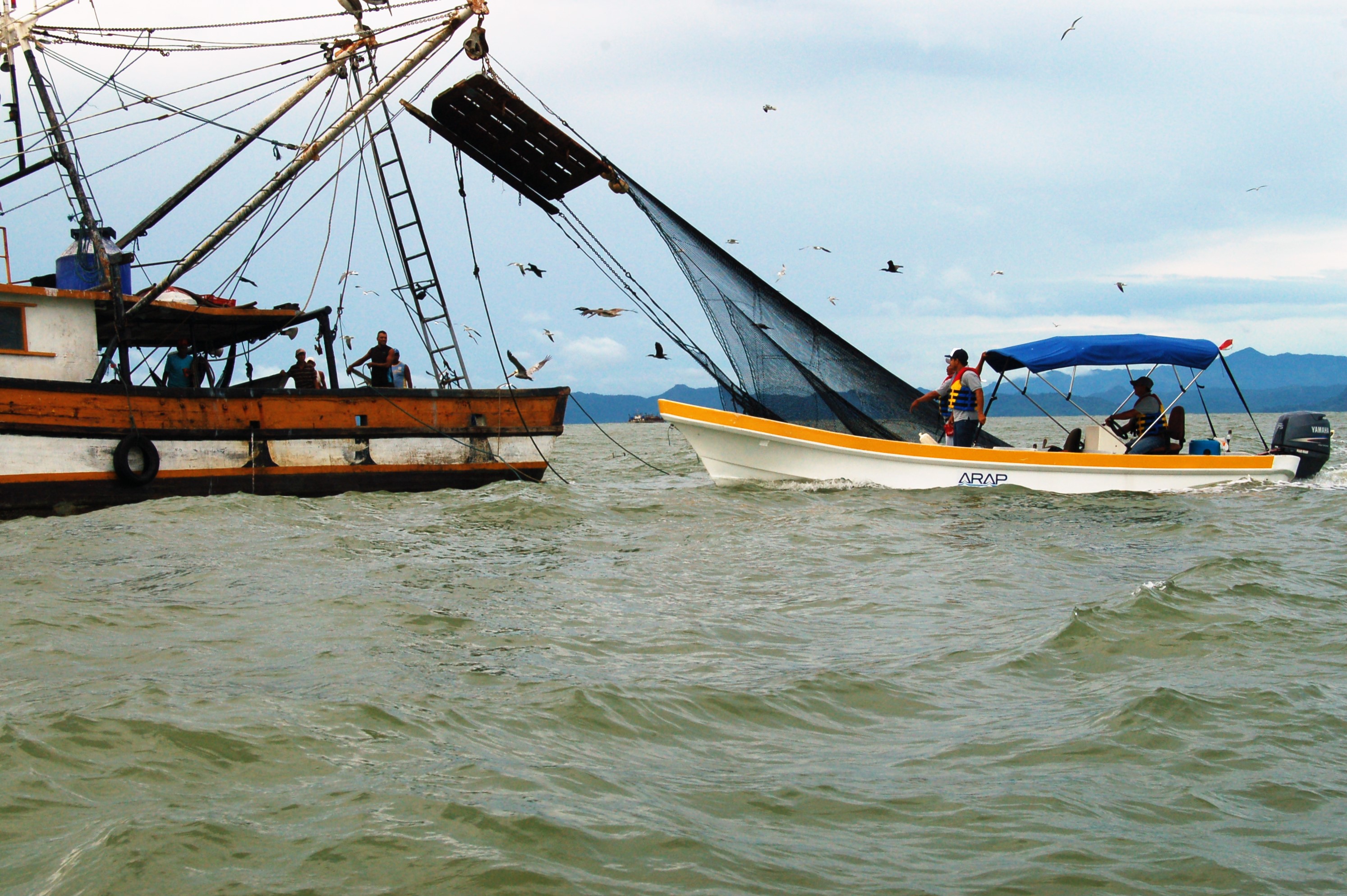 Autoridad de los Recursos Acuáticos de Panamá | Dirección de Ordenación